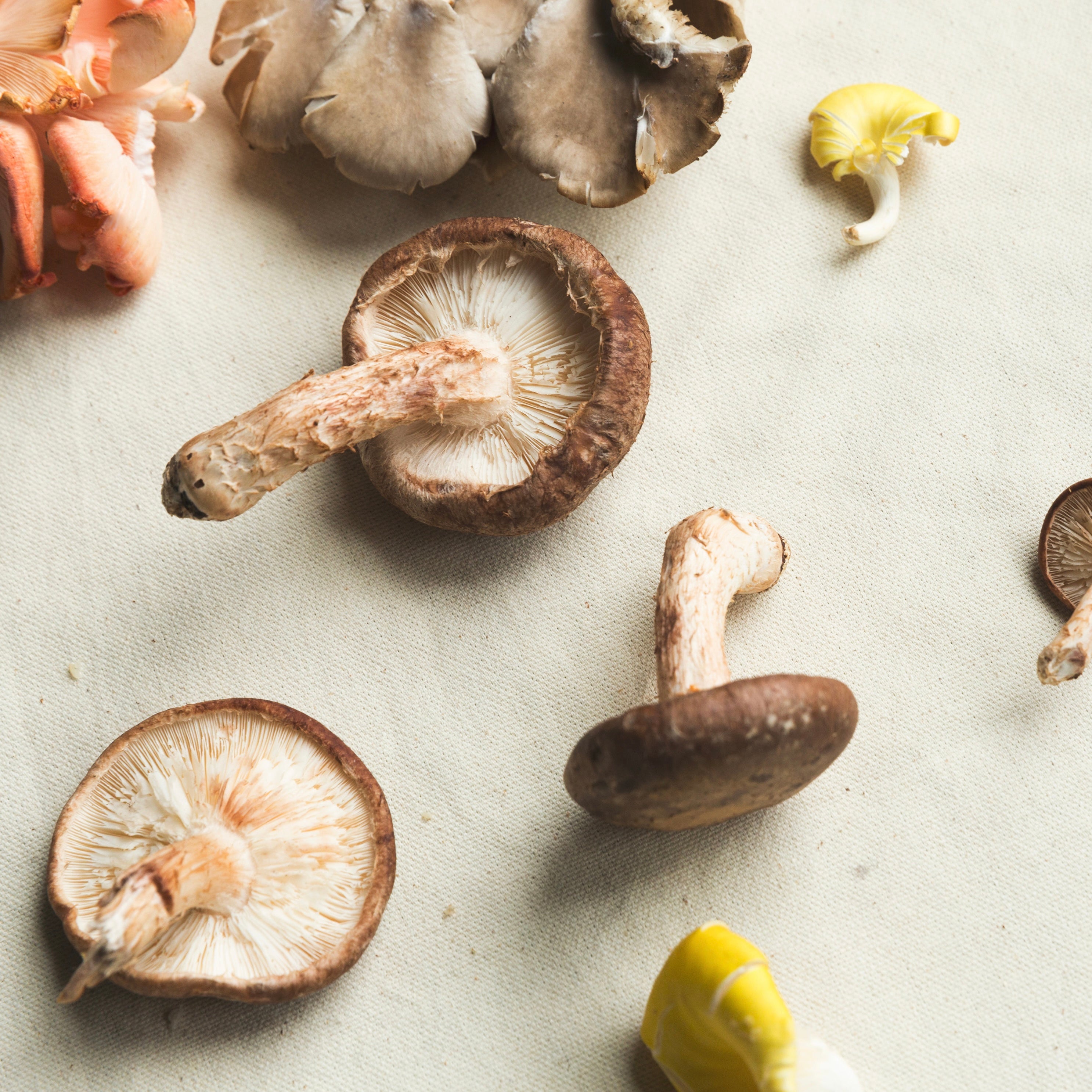 Shop Dried Mushrooms – Medella Mushrooms